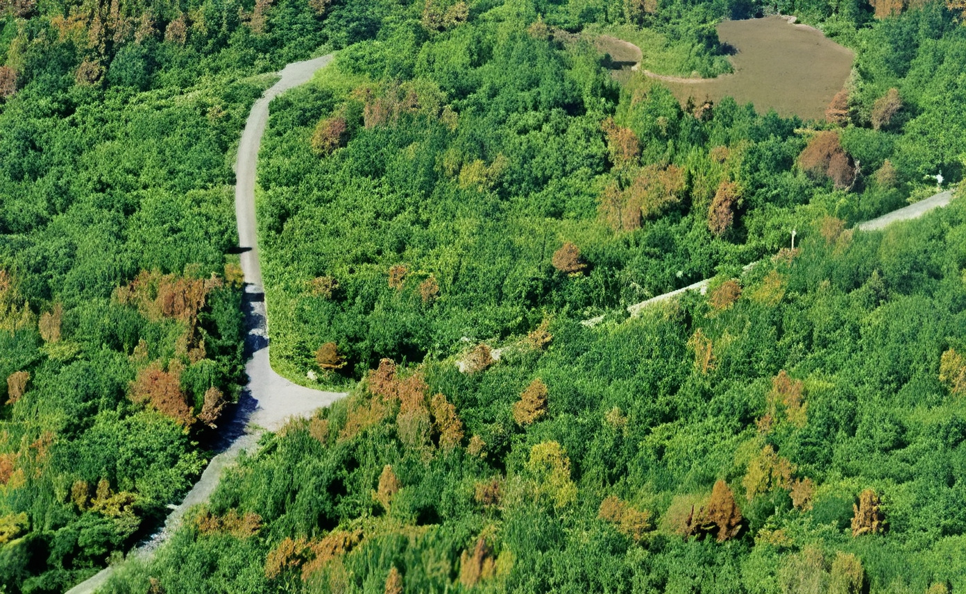 Preventing Pine Wilt Disease: Effective Strategies and Innovations