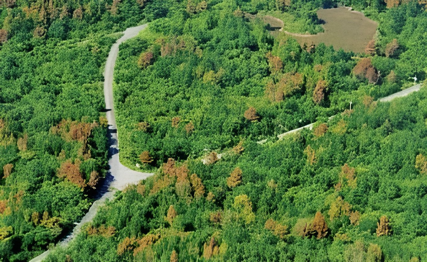 Preventing Pine Wilt Disease: Effective Strategies and Innovations