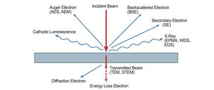 TEM vs SEM: A Detailed Comparison