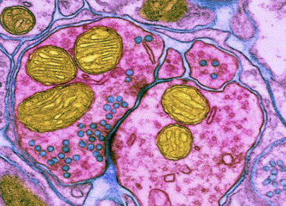 Unveiling the Art of False Coloring in Scientific Imaging